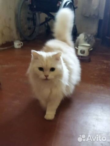 Котик в добрые руки