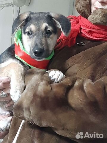 Щенок в добрые руки