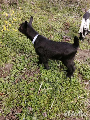 Альпийский козлик