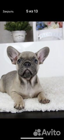 Французский бульдог