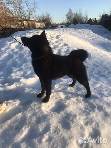 Два подрощенных мальчика шипперке