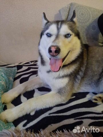 Потеряшка хаски