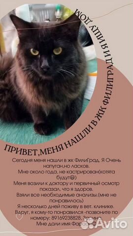 Кот потеряшка, не более 1 года