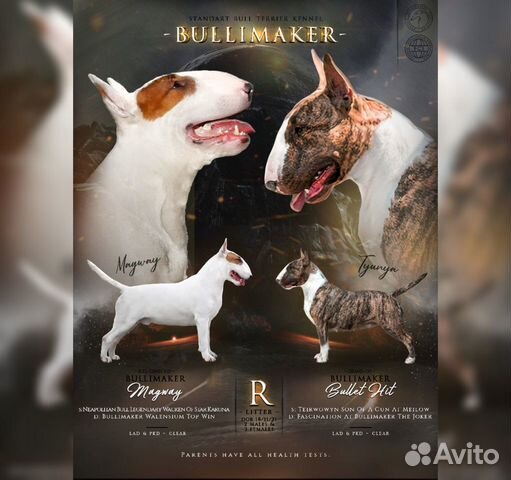 Белый бультерьер
