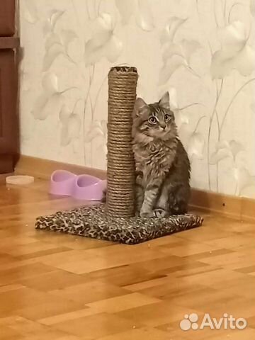 Котик сибирская ангора