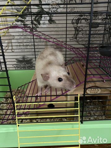 Декоративная крыса