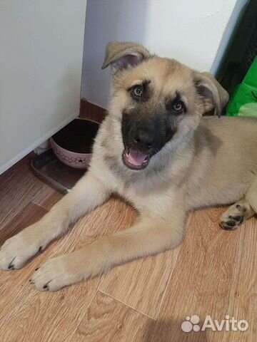 Красивый и умный щенок в Добрые руки