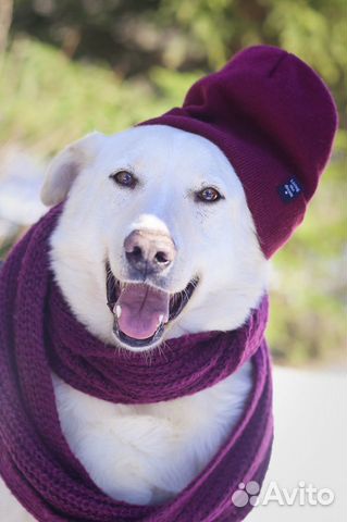 Ласковый Беляш В Дар В Добрые Руки