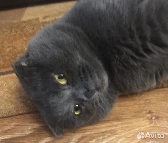 Британский котик на вязку