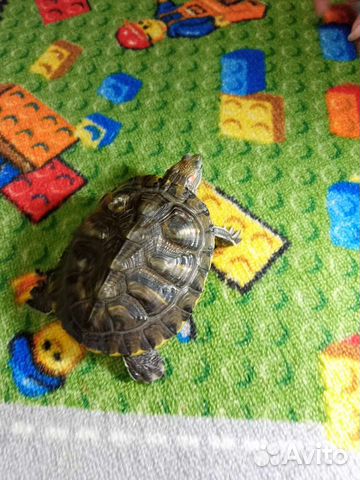 Красноухая черепаха