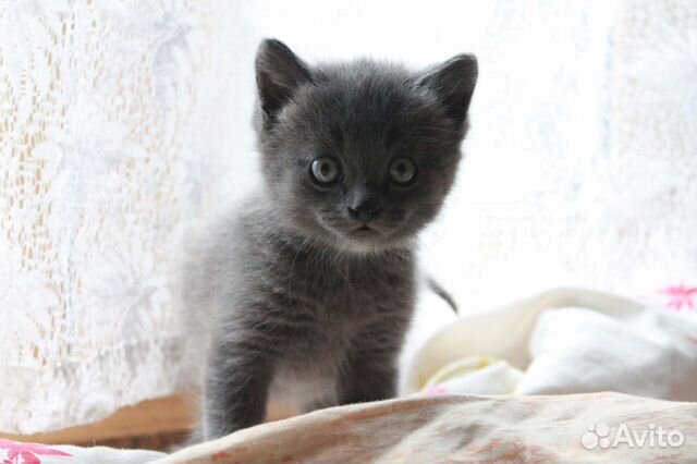 Котенок мальчик серый 1 месяц