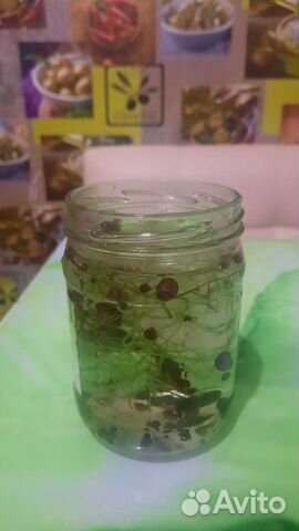 Улитки аквариумные