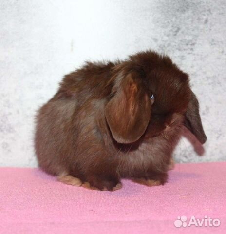 Шоколадный мишка