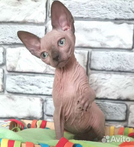 Канадский сфинкс девочка припевочка