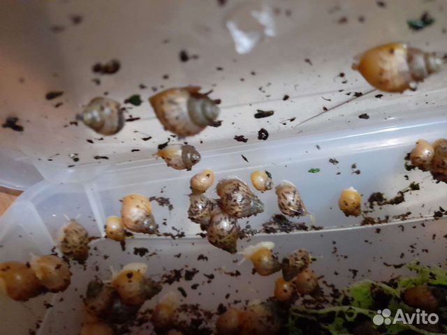 Улитки ахатины