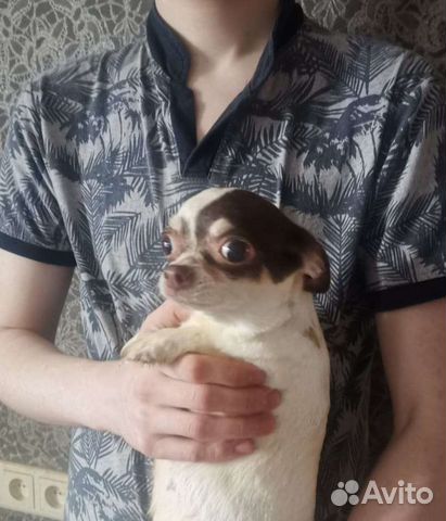 Девочка чихуахуа бесплатно