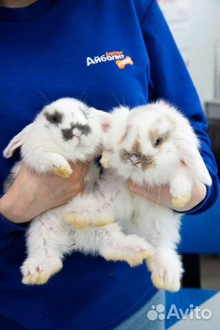 Вислоухие декоративные кролики