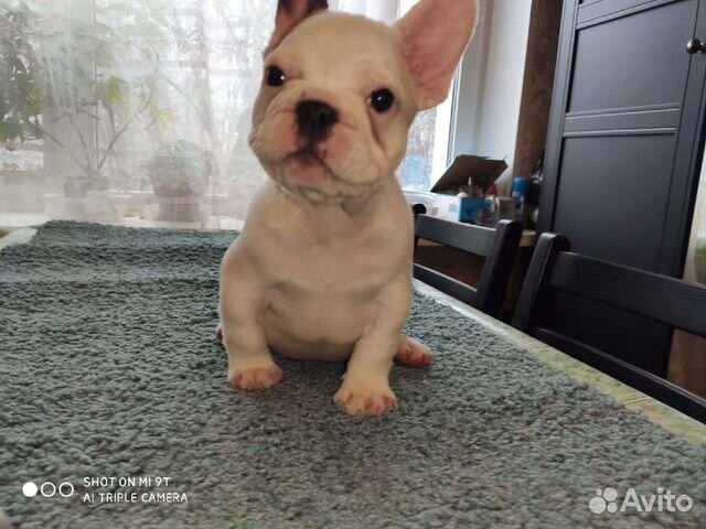 Французский бульдог