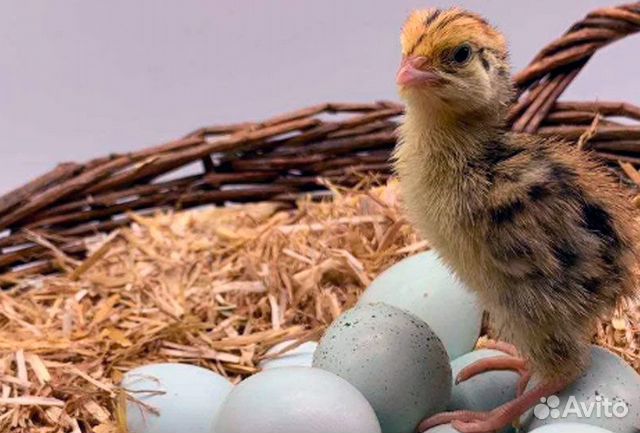 Суточные перепела Селадон