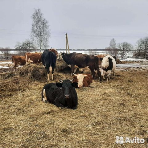 Корова дойная