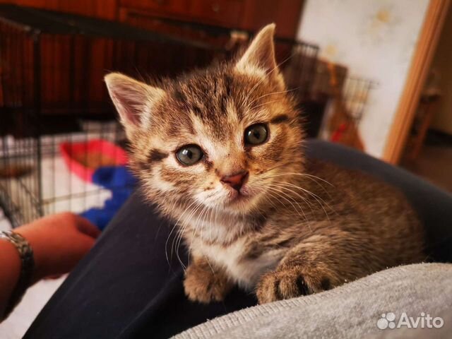 Очень маленький котенок девочка