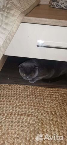 Потерялась кошка