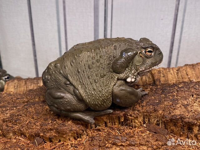 Колорадская жаба