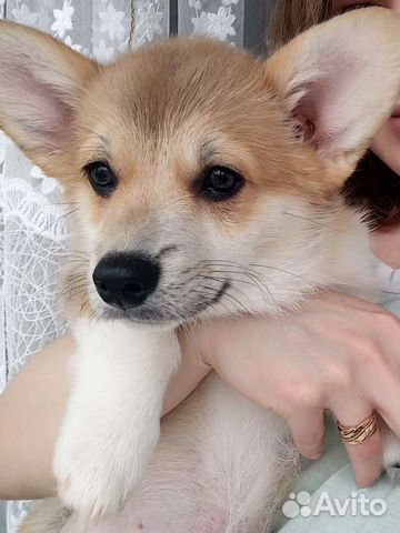 Малыши вельш-корги