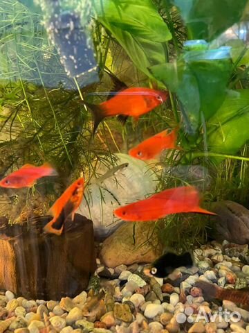 Продаю флаговый меченосцев