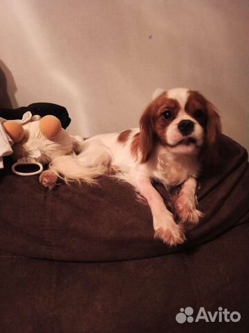 Кавалер кинг чарльз спаниель девочка 10 месяцев