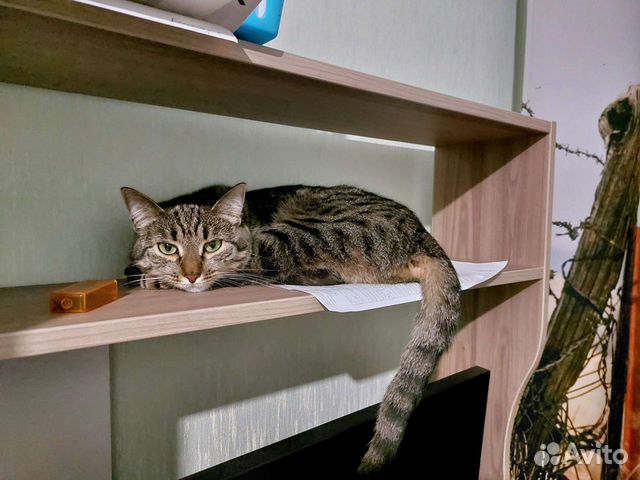 Кошка в дар