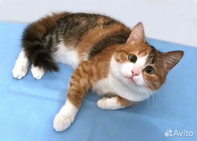 Котенок-подросток Злата