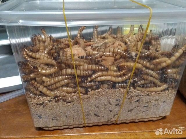 Личинка Зофобос
