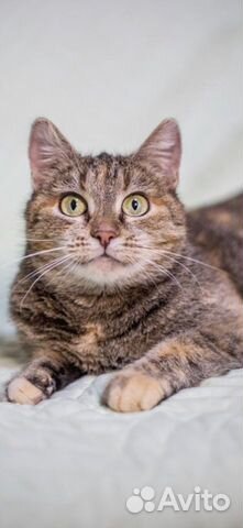 Кошечка Руби ищет хозяев