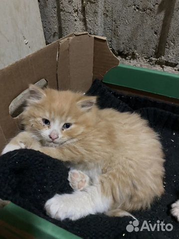 Котёнок около 1 месяца