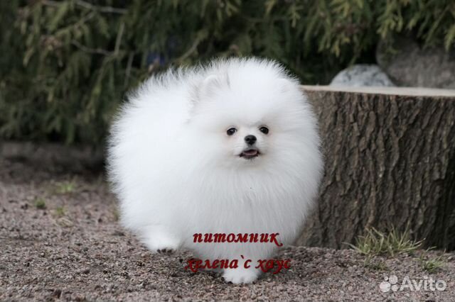 Кукольные красавицы