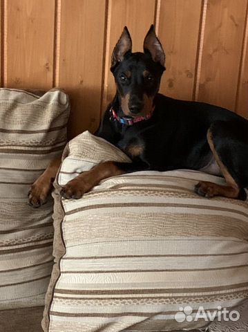 Немецкий пинчер