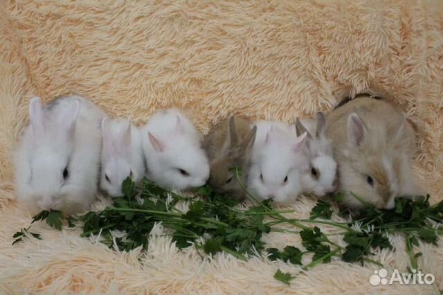 Цветные Карлики