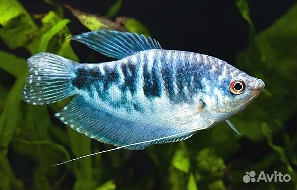 Гурами разные