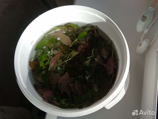 Прополка аквариум