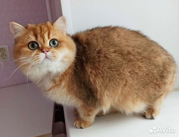 Британский золотой котик в добрые руки