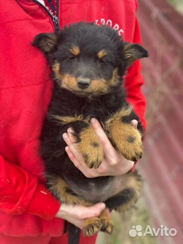 Ищет дом щенок мелкой Собачки Альфа