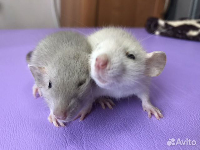 Крысята дамбо девочки