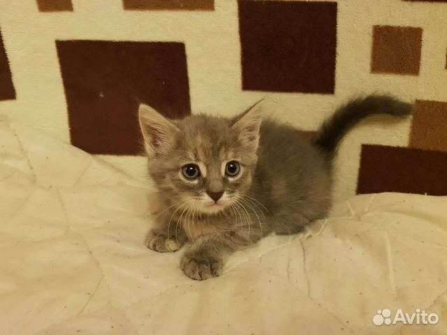 Котята в добрые руки девочка 1,5 месяца