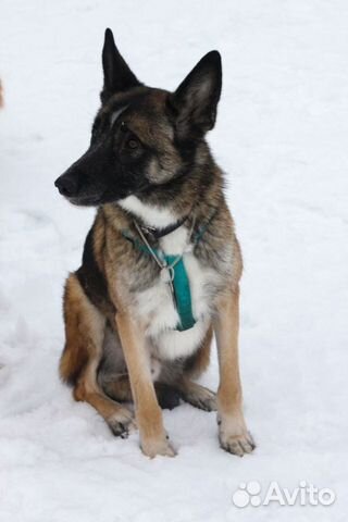 Бельгийская овчарка, близкий метис в добрые руки