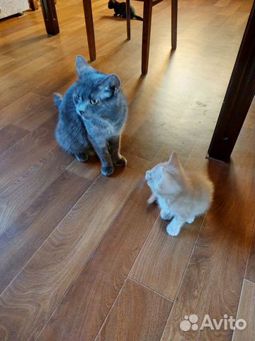 Котята в добрые руки