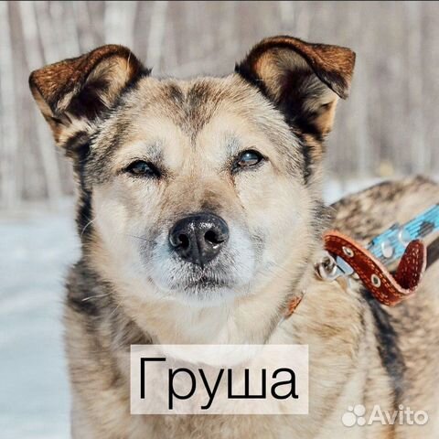 Груша, обычно-необычная собака