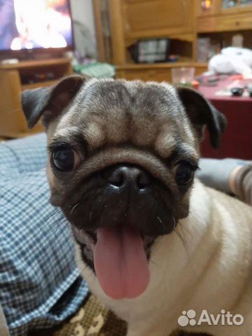 Щенки мопса