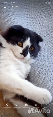 Котик ищет дом