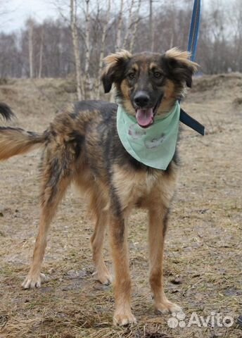 Собака в добрые руки бесплатно